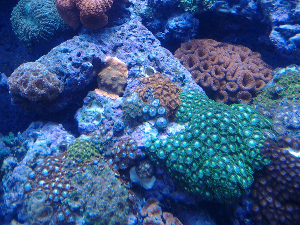 Random Corals - Livestock - Austin Reef Club