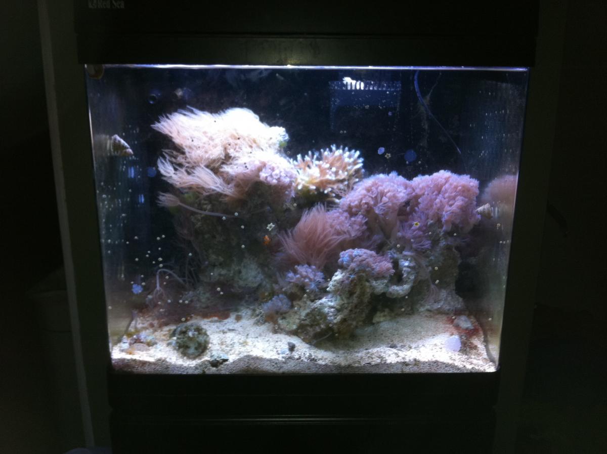 34 Gallon Red Sea Max 130D - Complete Systems - Austin Reef Club