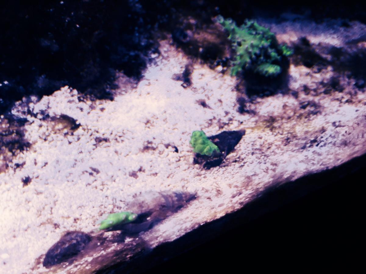 Palau Neon Green Nepthea Frags - Livestock - Austin Reef Club