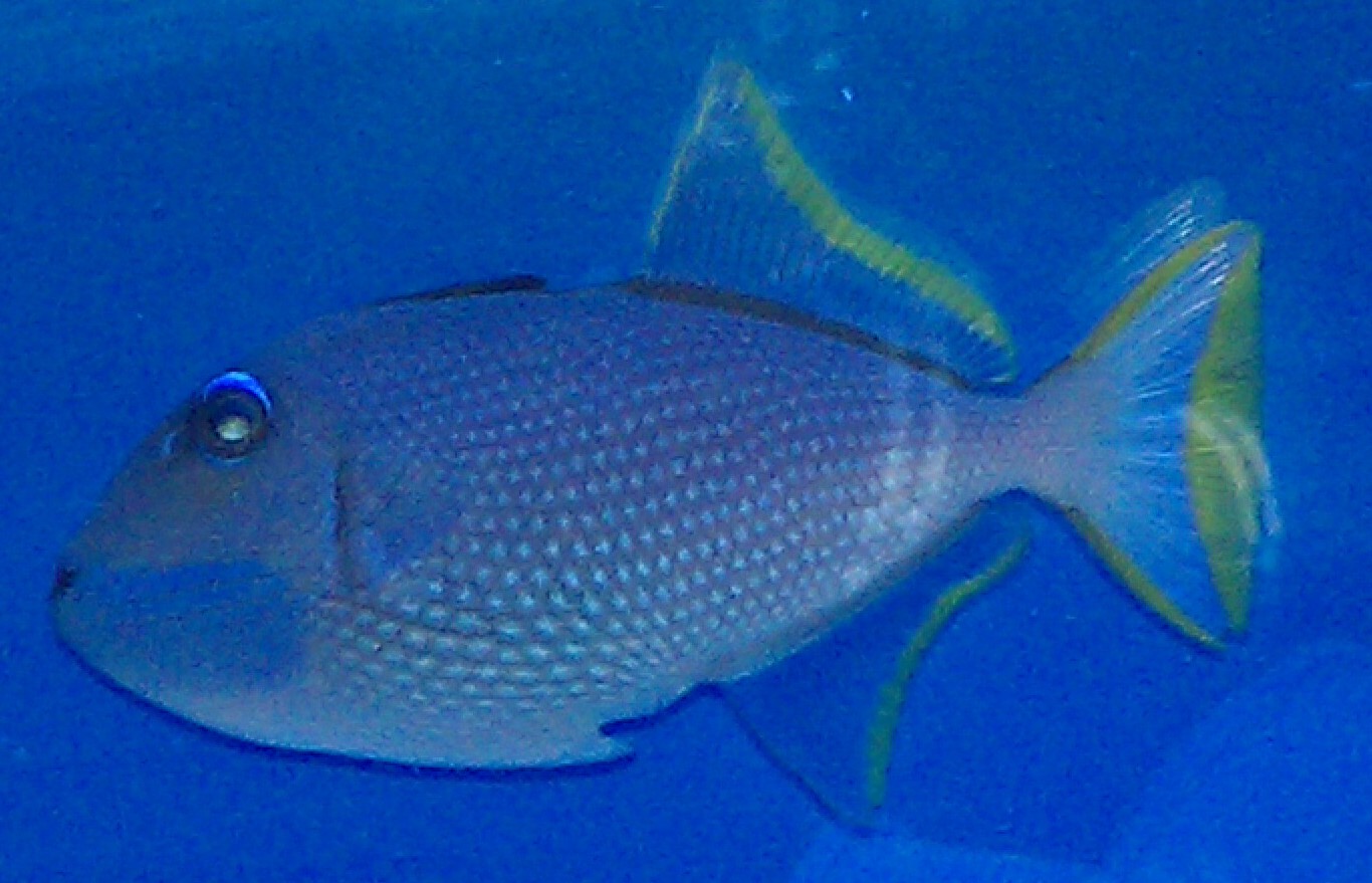 Potential Problem for a Blue Jaw trigger? - Reef Keeping - Austin Reef Club