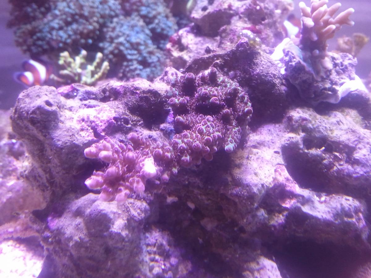 110gal shallow reef Volcano Rimless - Tank Builds - Austin Reef Club