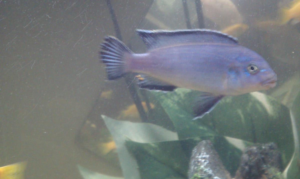 POWDER BLUE SOCOLOFI CICHLIDS (BREEDING PAIR) - Freshwater Discussion ...