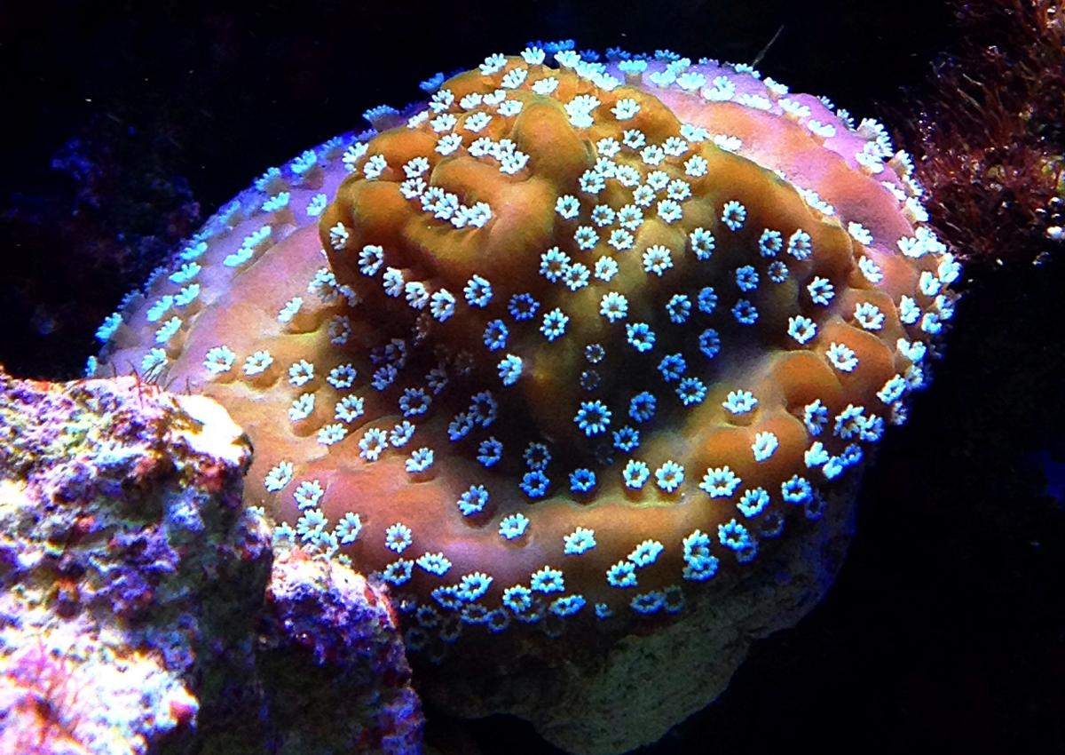 Show off your most colorful corals - Reef Keeping - Austin Reef Club