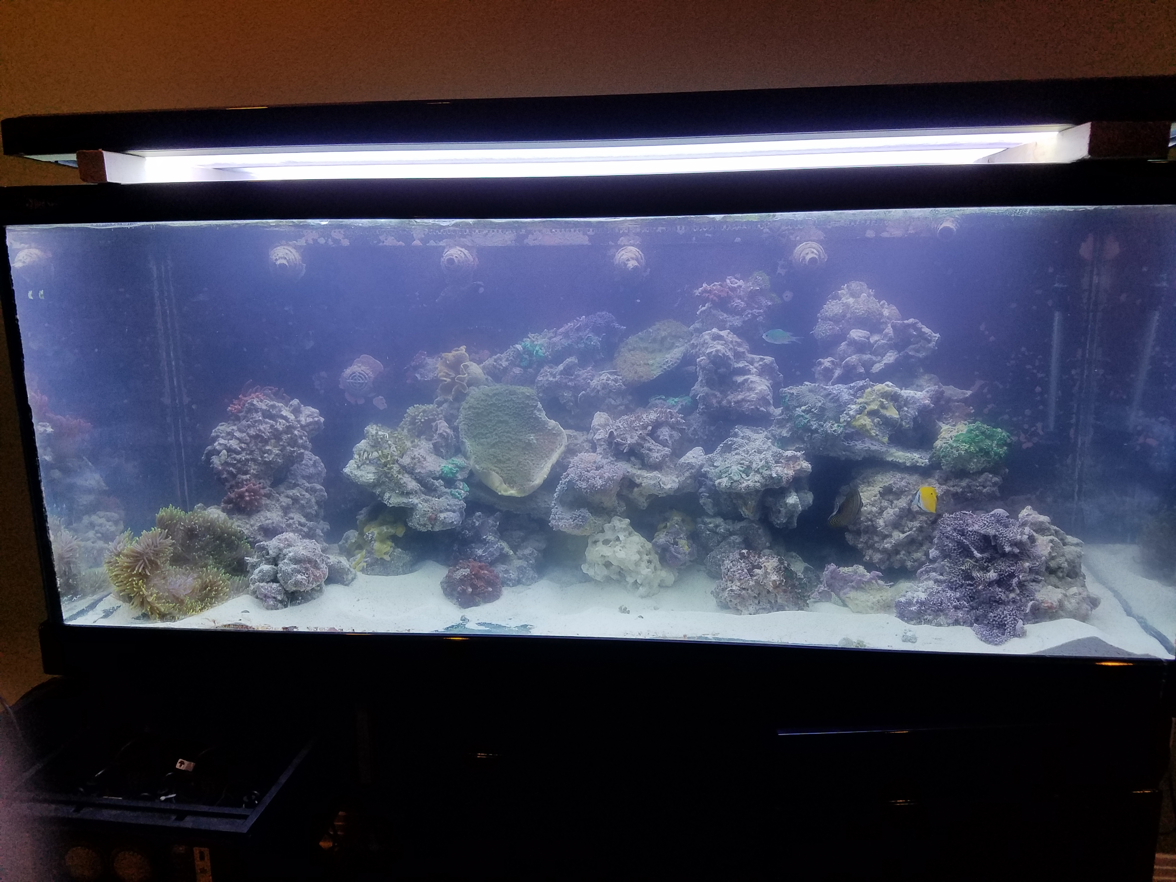 Todd's Red Sea Max 650 Remodel - Tank Builds - Austin Reef Club