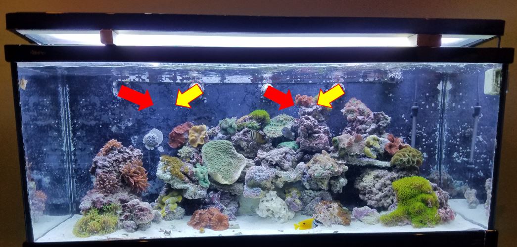 Todd's Red Sea Max 650 Remodel - Tank Builds - Austin Reef Club
