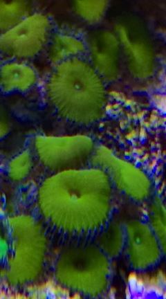 Looking for zoa/paly frags - Want to Buy - Austin Reef Club
