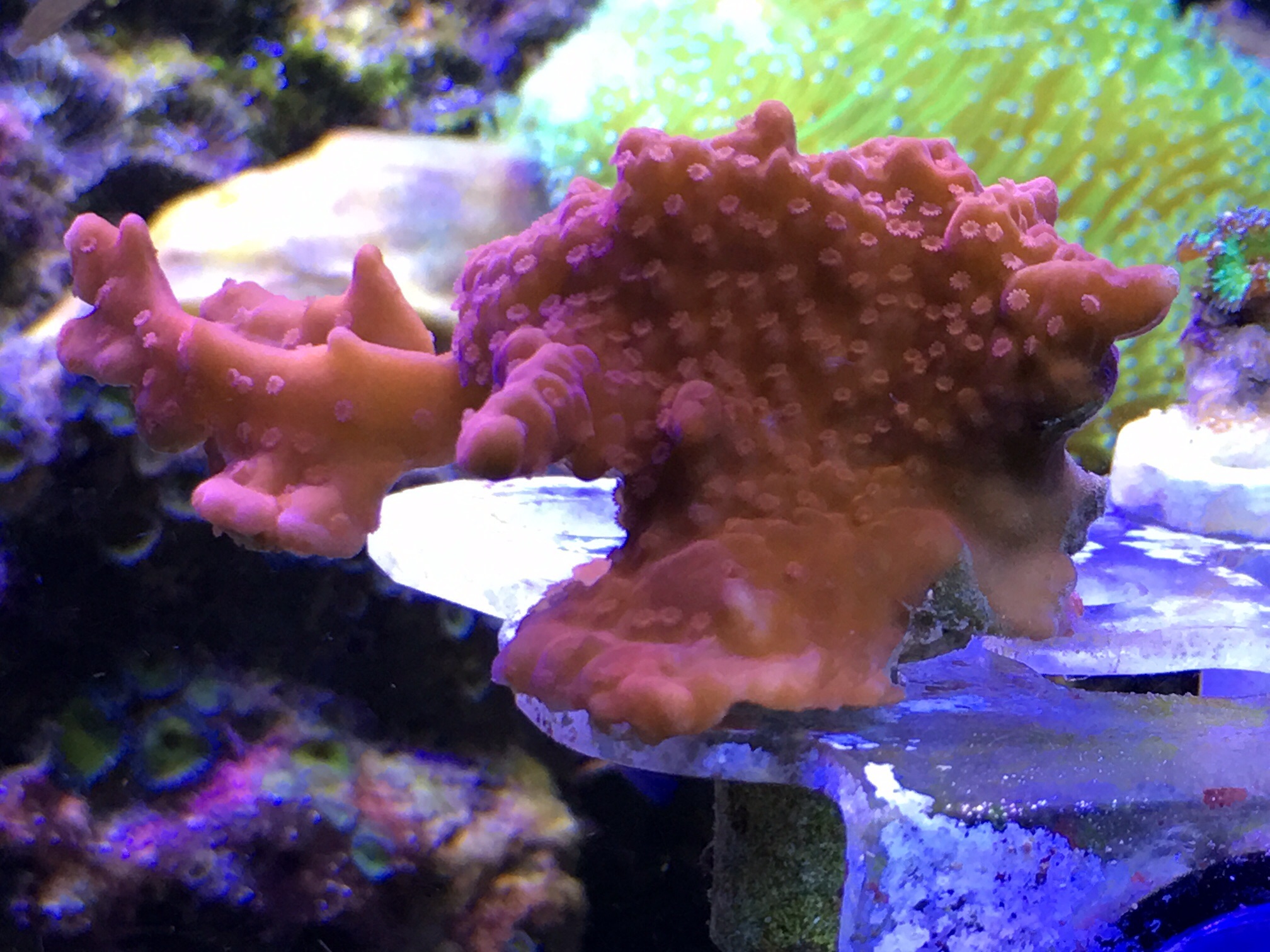 FS: War Coral & Setosa - Livestock - Austin Reef Club