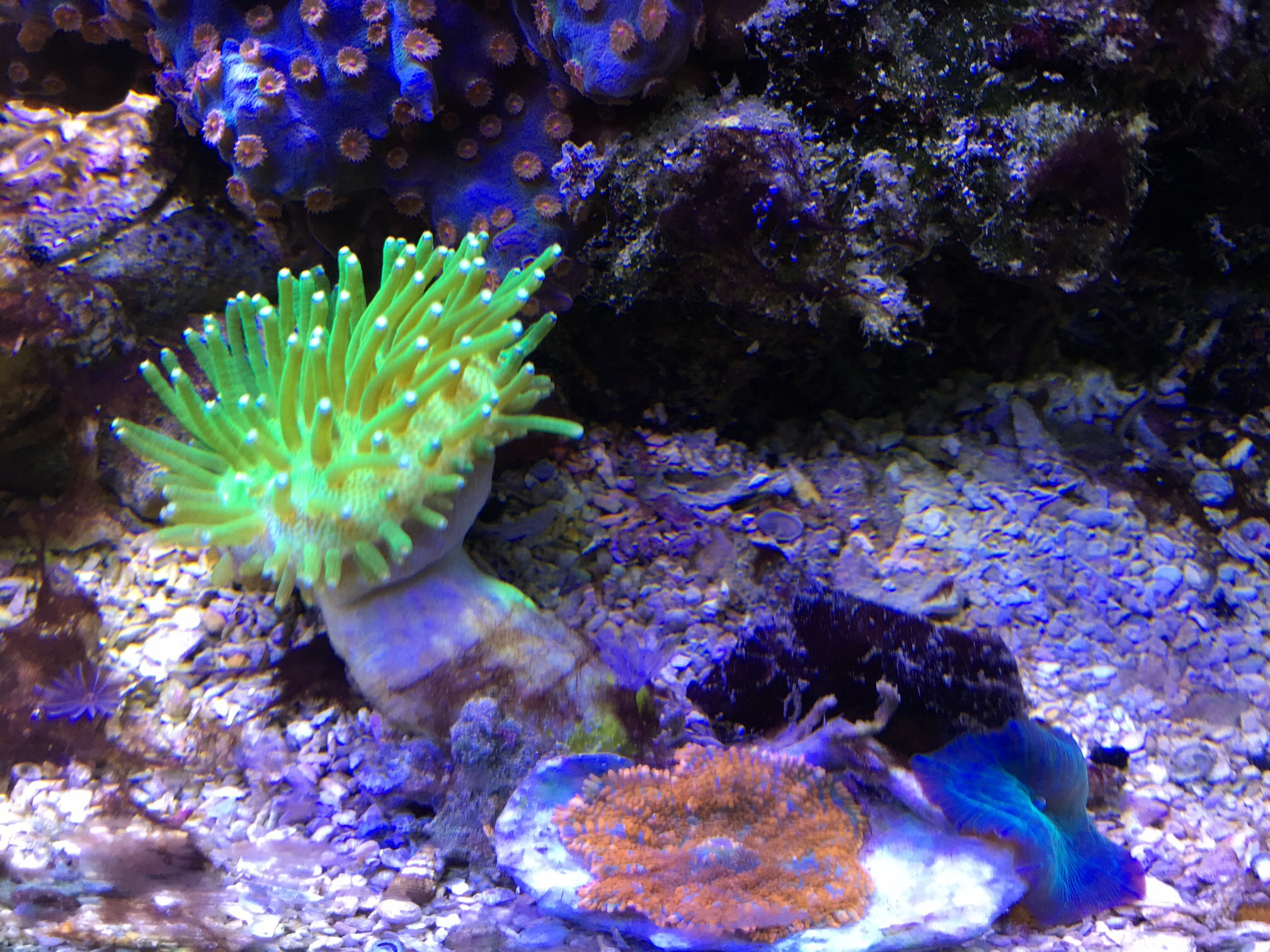 Multi coral combo frag - SOLD - Livestock - Austin Reef Club