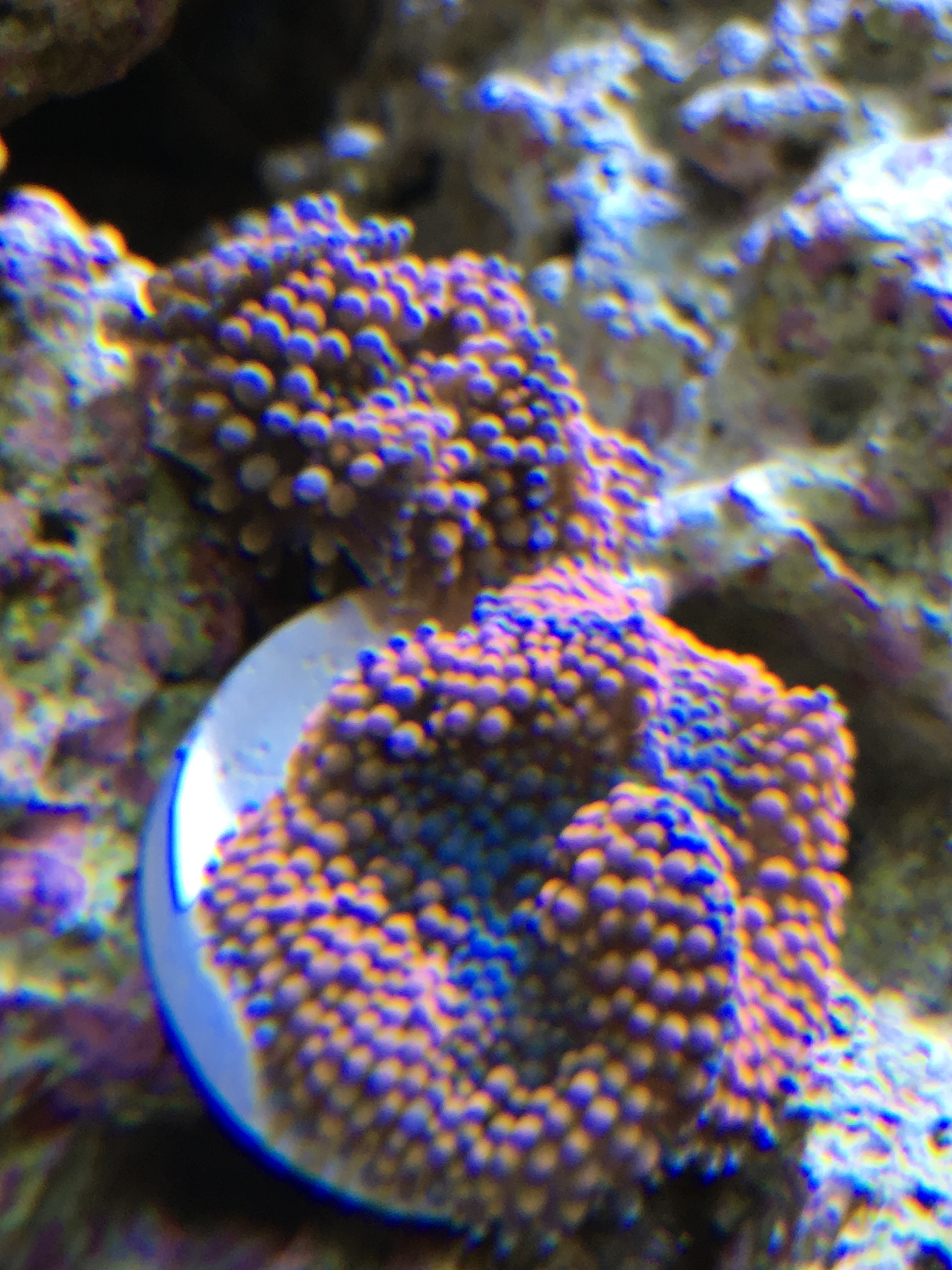 Rocks reef - Tank Builds - Austin Reef Club