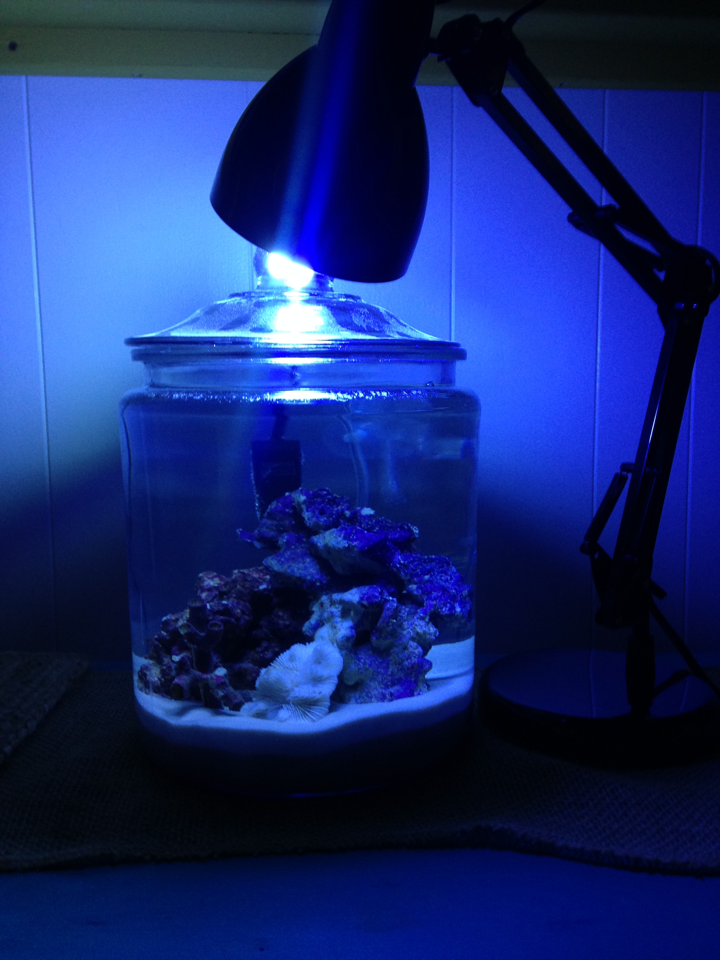 First Reef Jar - Tank Builds - Austin Reef Club