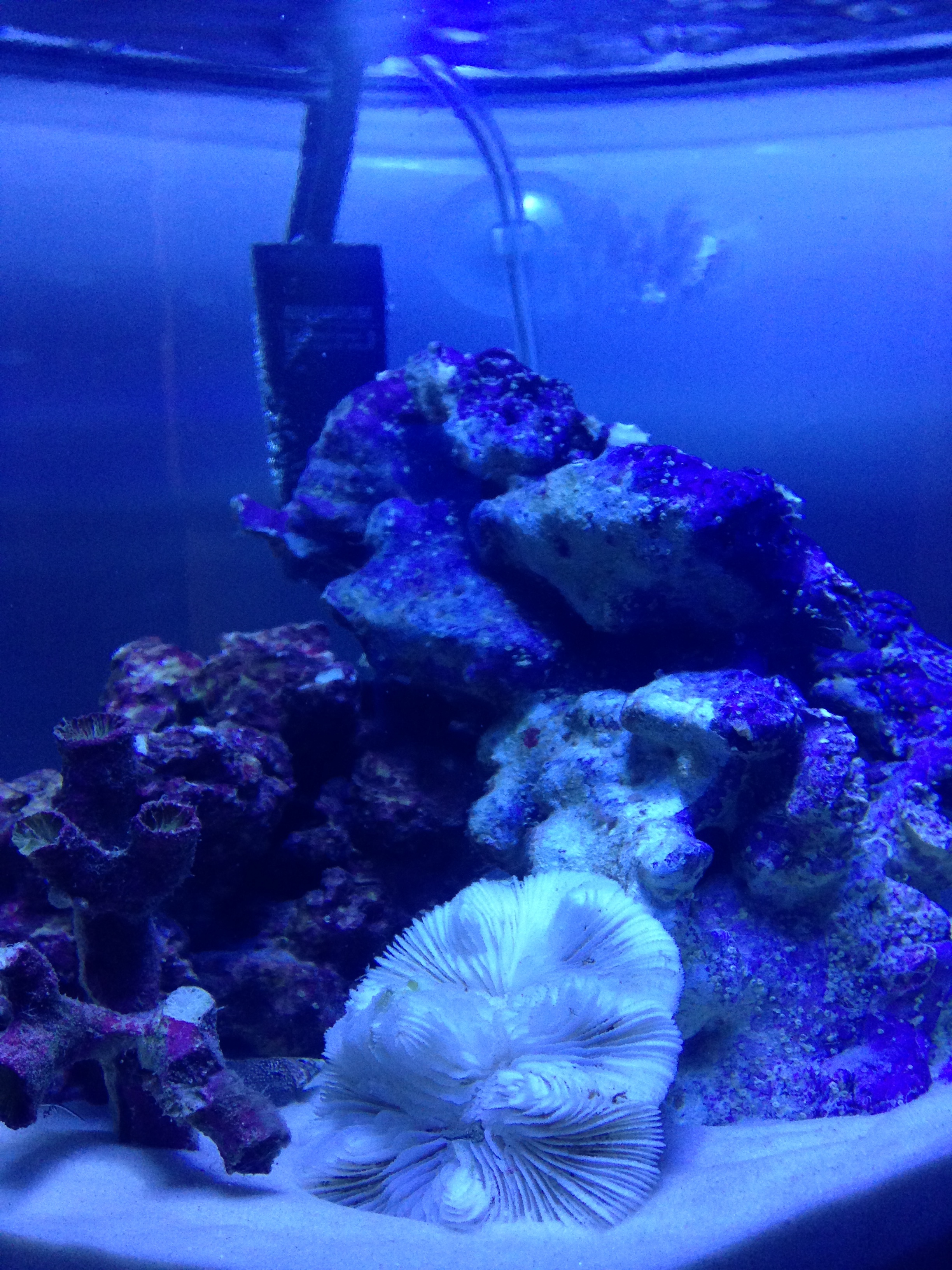 First Reef Jar - Tank Builds - Austin Reef Club