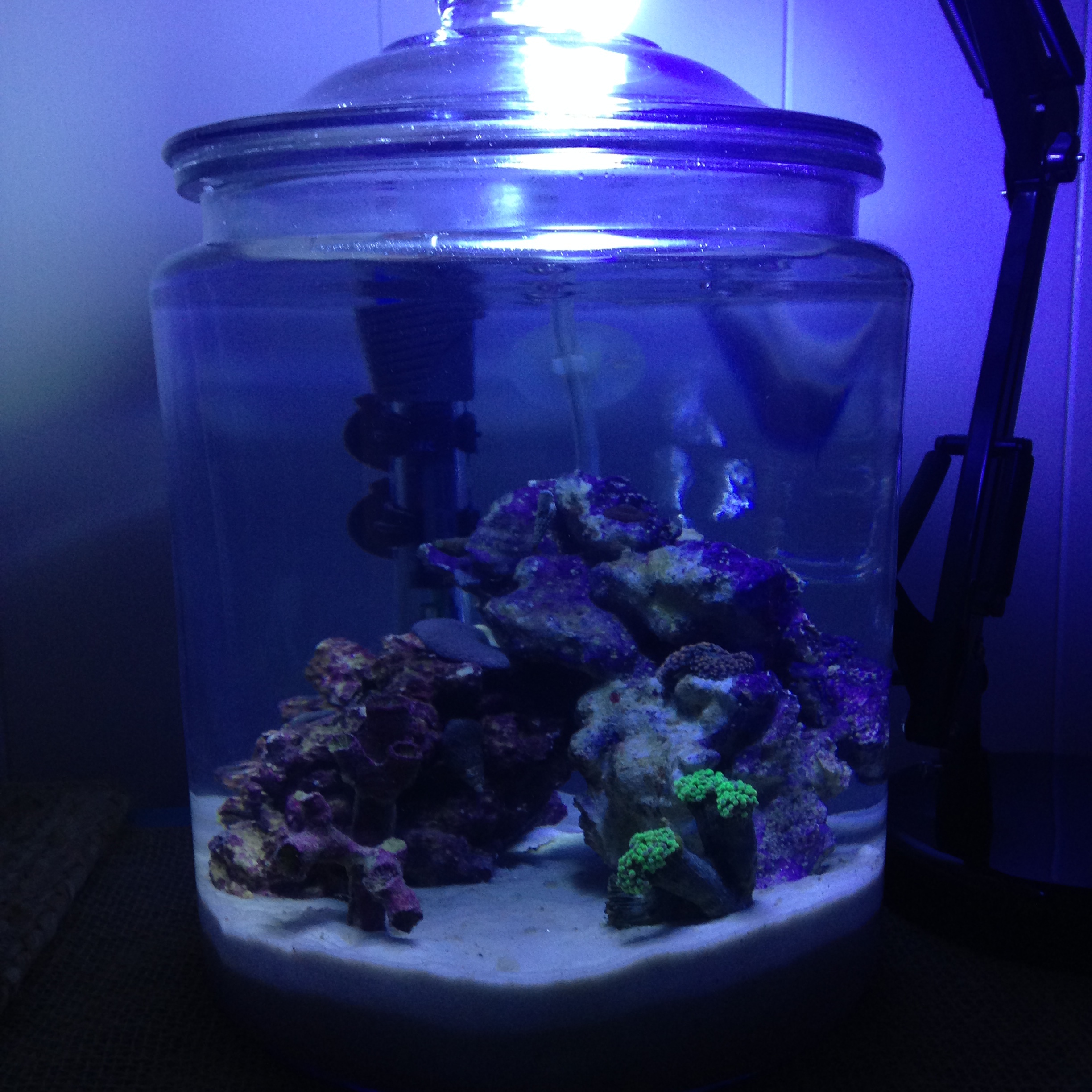 First Reef Jar - Tank Builds - Austin Reef Club
