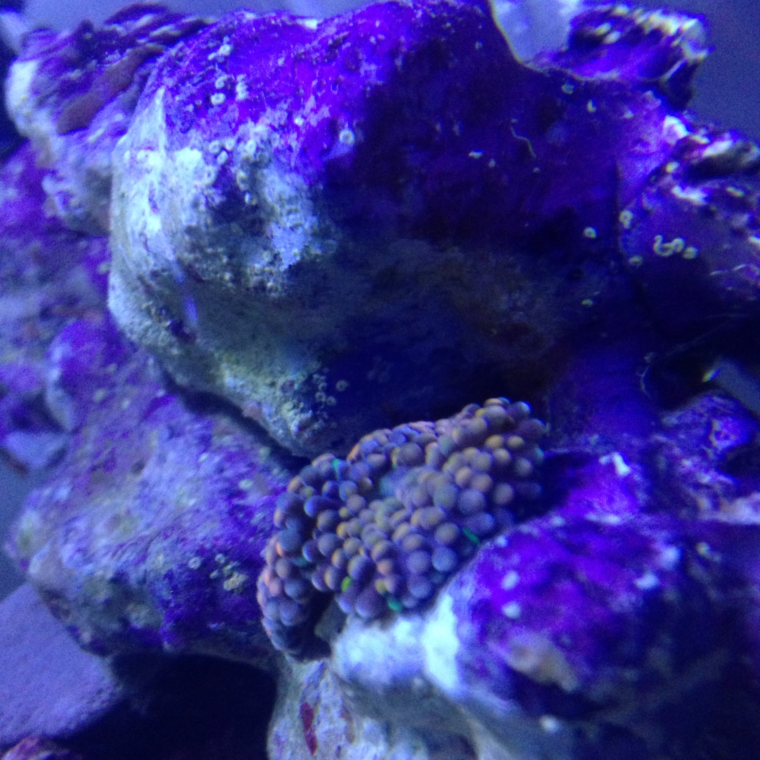 First Reef Jar - Tank Builds - Austin Reef Club