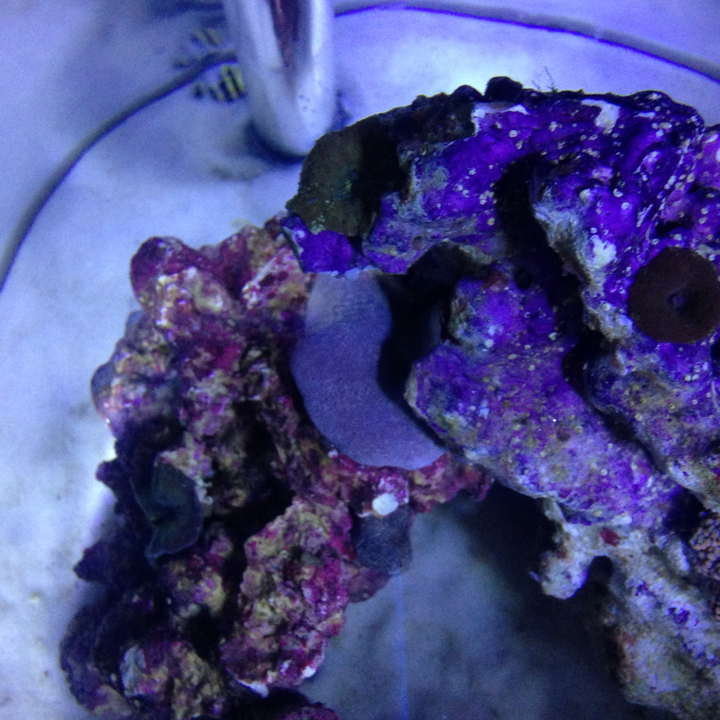 First Reef Jar - Tank Builds - Austin Reef Club