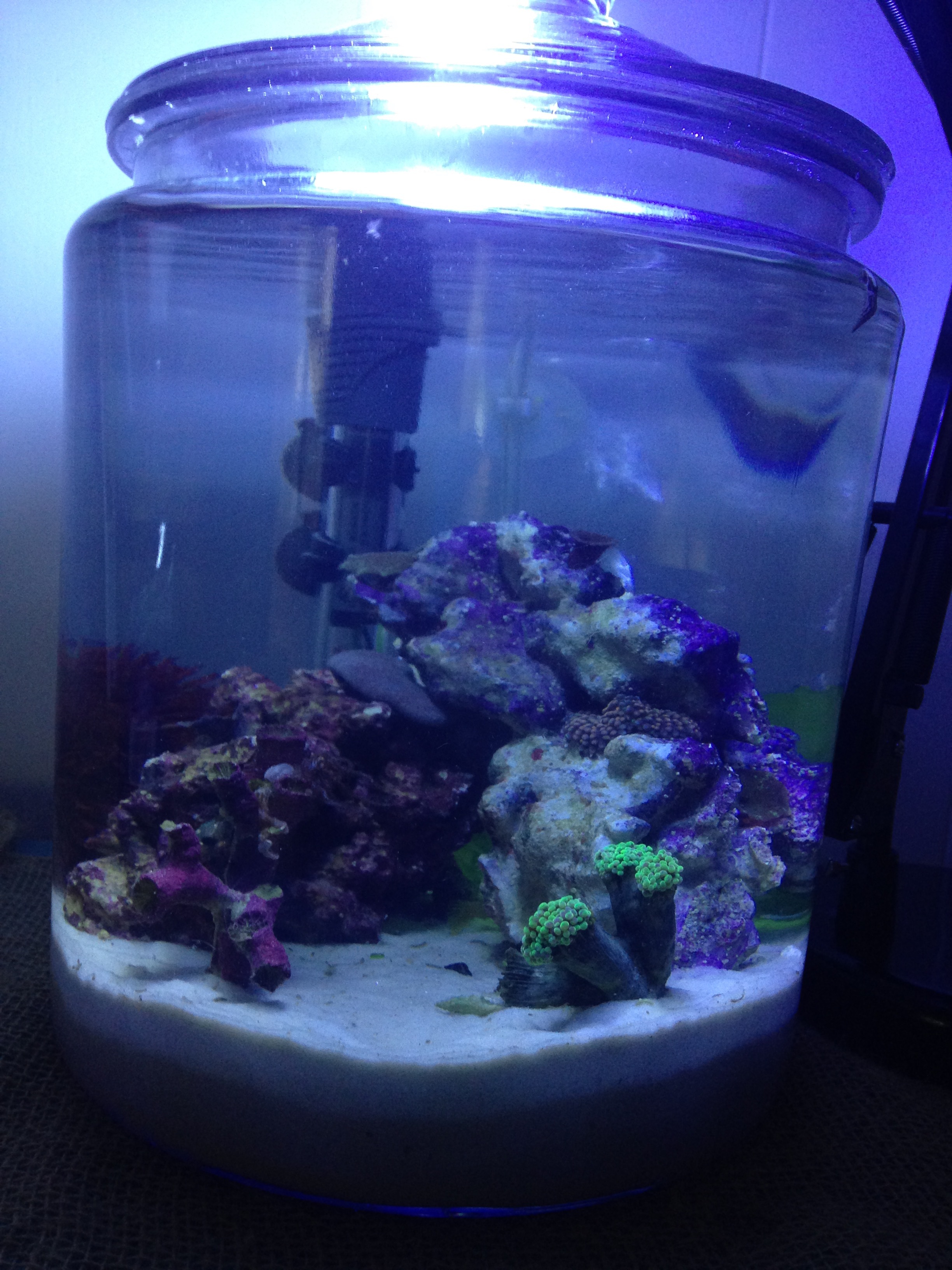 First Reef Jar - Tank Builds - Austin Reef Club