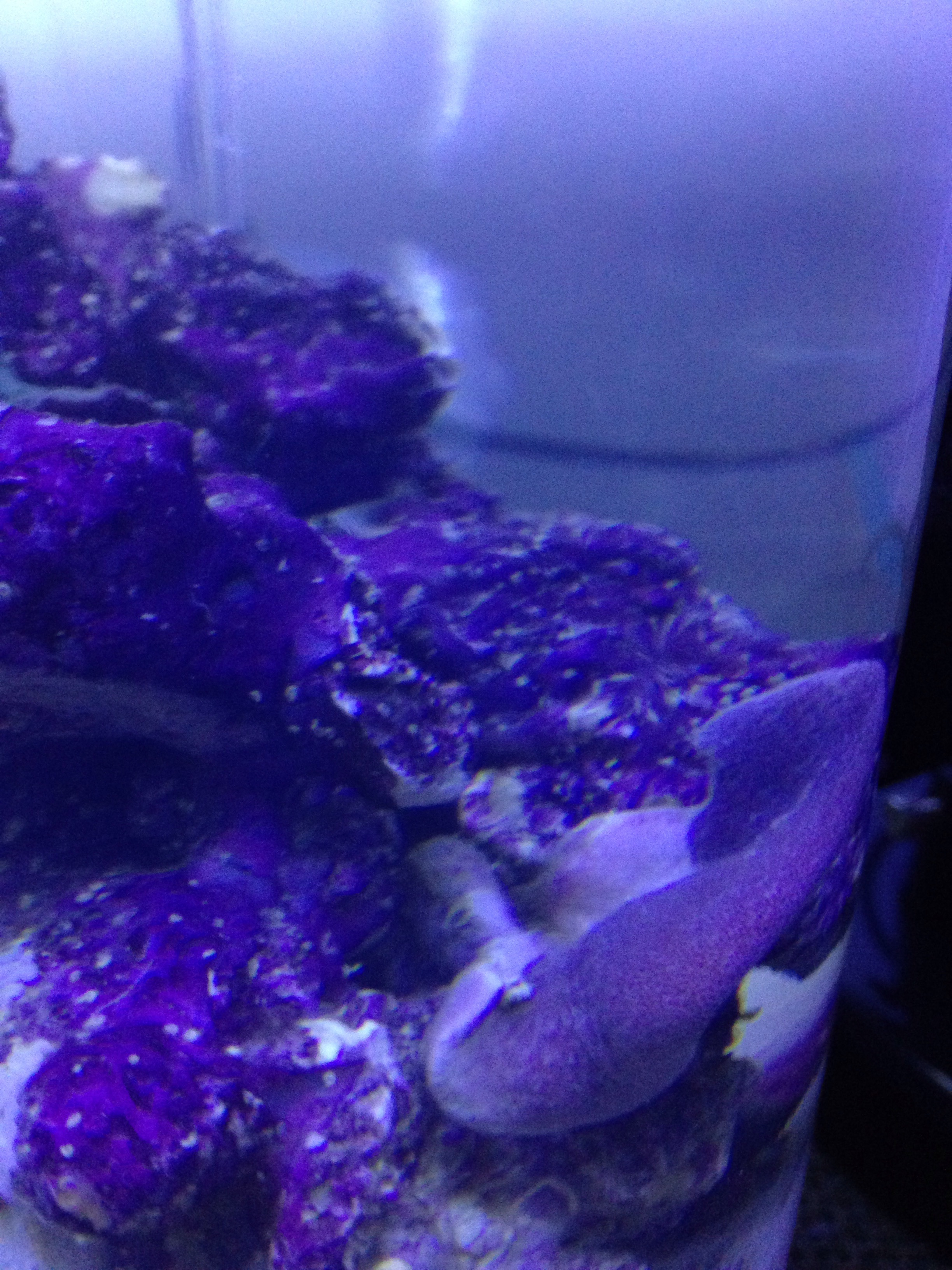 First Reef Jar - Tank Builds - Austin Reef Club