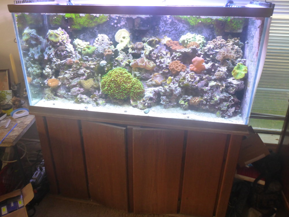 75 gallon reef tank $ 1200 - Complete Systems - Austin Reef Club