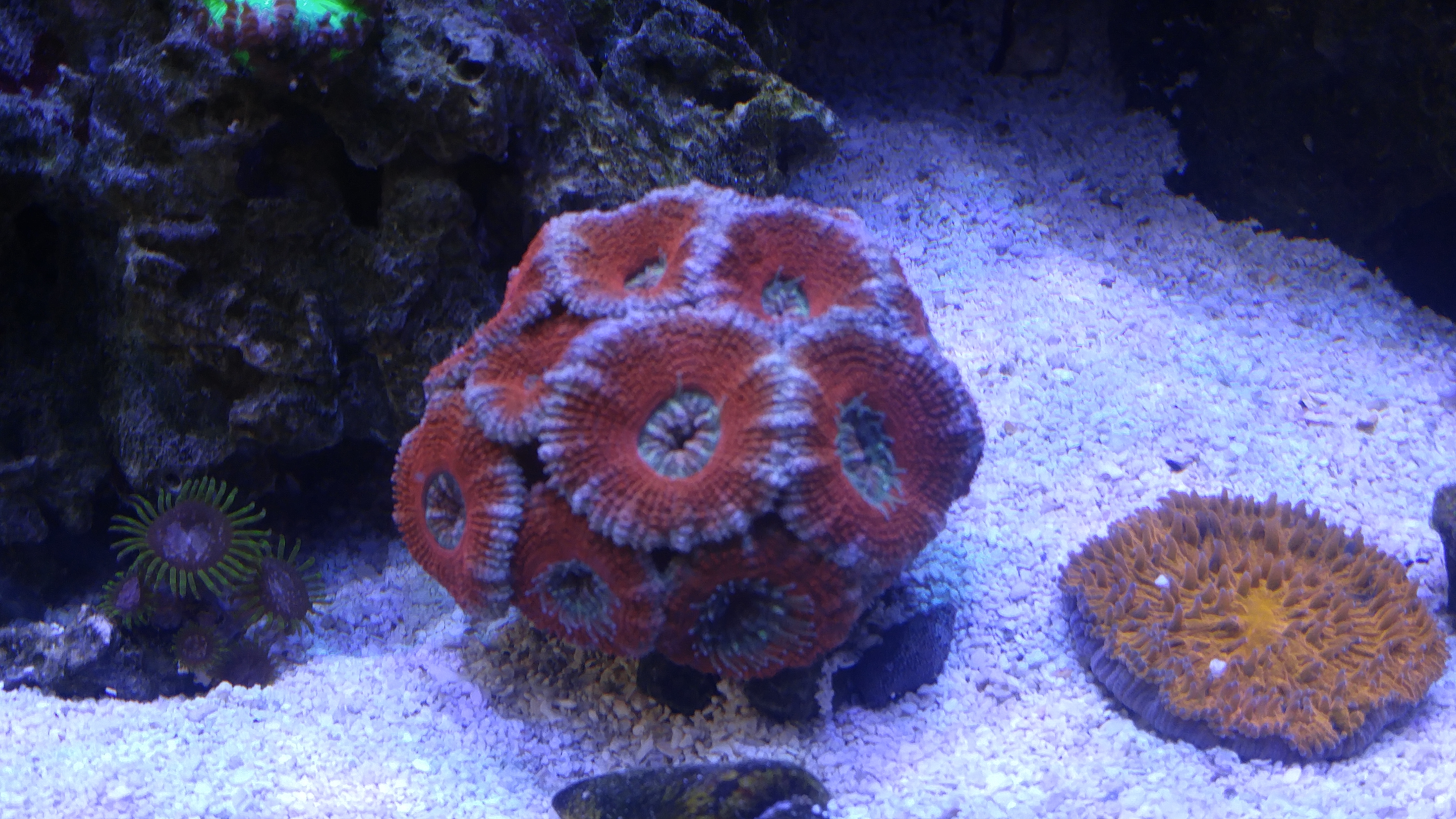 Acan Colony - Livestock - Austin Reef Club