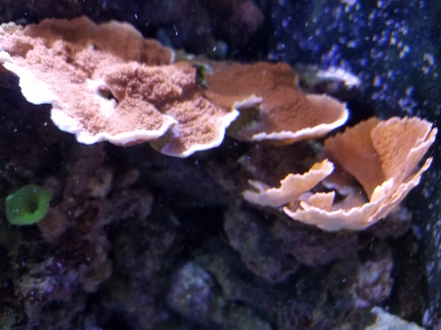Monti, paly, and yellow polyp frags - Livestock - Austin Reef Club