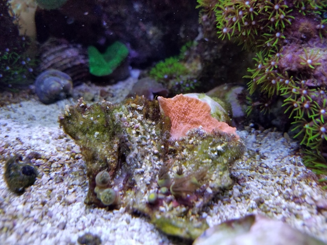 Monti, paly, and yellow polyp frags - Livestock - Austin Reef Club
