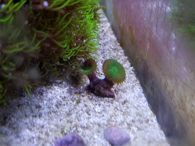 Monti, paly, and yellow polyp frags - Livestock - Austin Reef Club