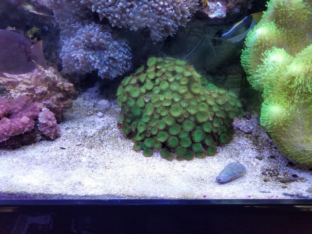 Monti, paly, and yellow polyp frags - Livestock - Austin Reef Club