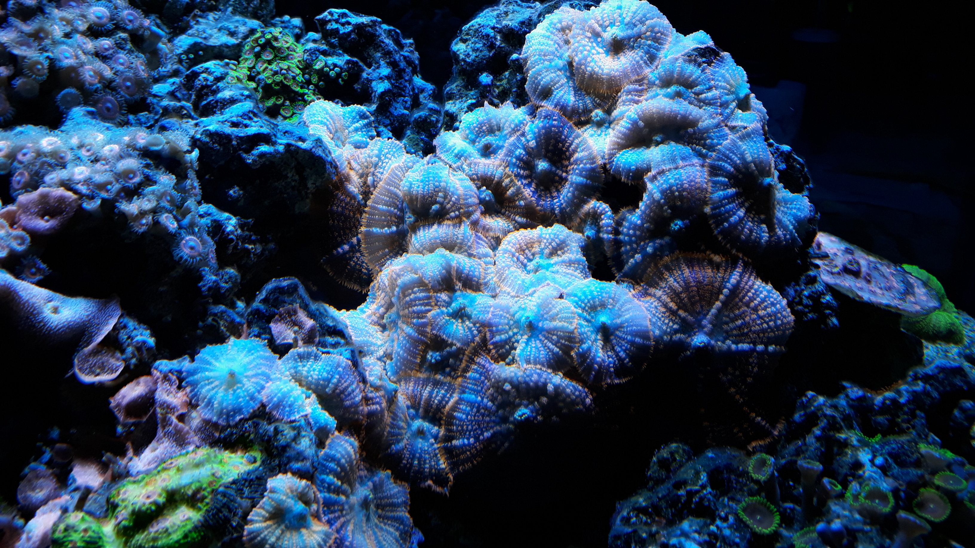 Superman Rhodactis colony - sold - Livestock - Austin Reef Club