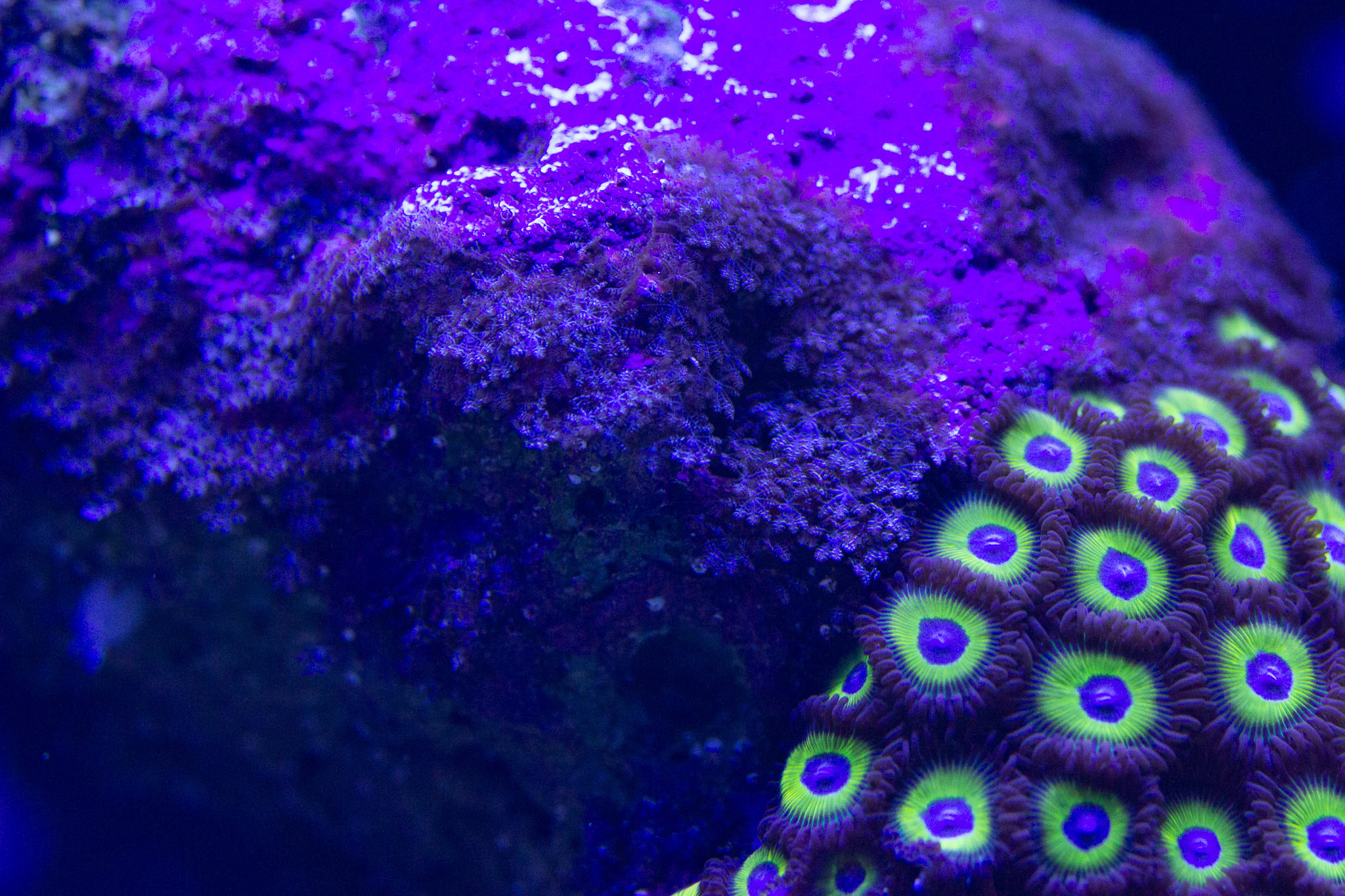 Clove polyps? - What is this thing? - Austin Reef Club