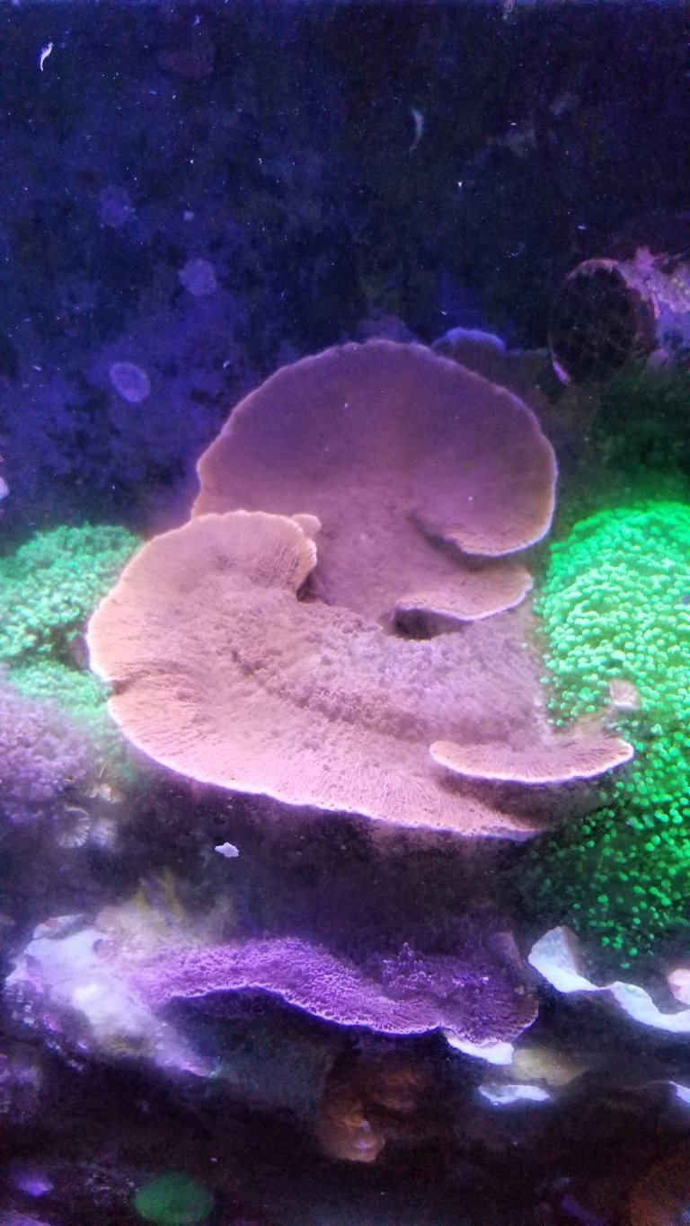 Alien eye chalice / Red&Grape monti / Green eye Zoa $25-1 - Livestock ...