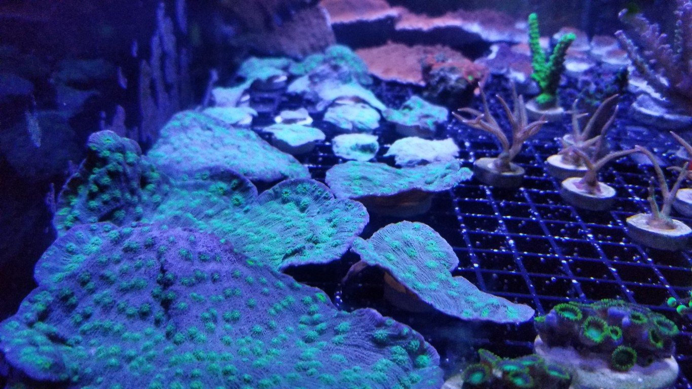 Alien eye chalice / Red&Grape monti / Green eye Zoa $25-1 - Livestock ...