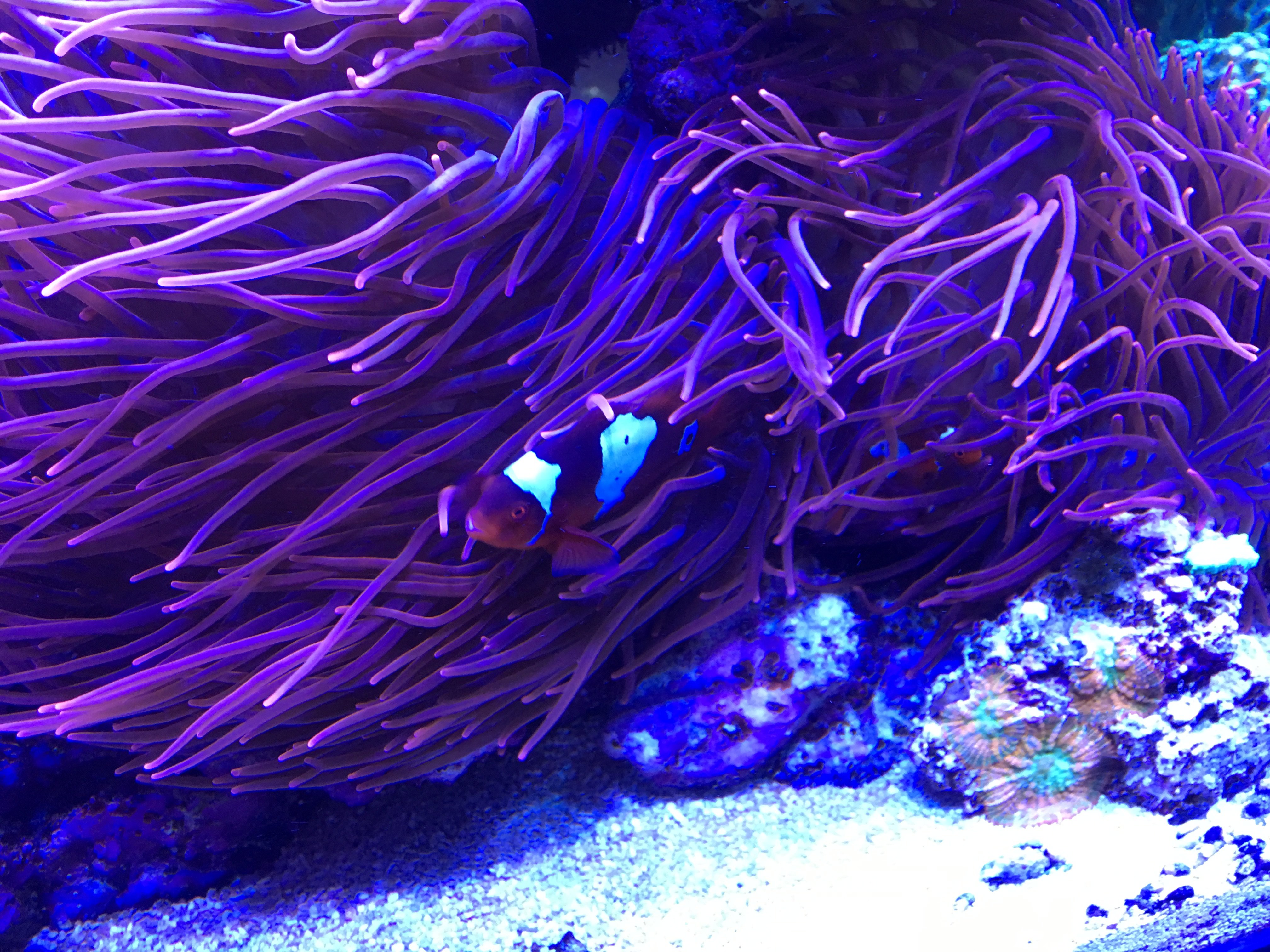 Paired Lightning Maroon Clownfish - Livestock - Austin Reef Club