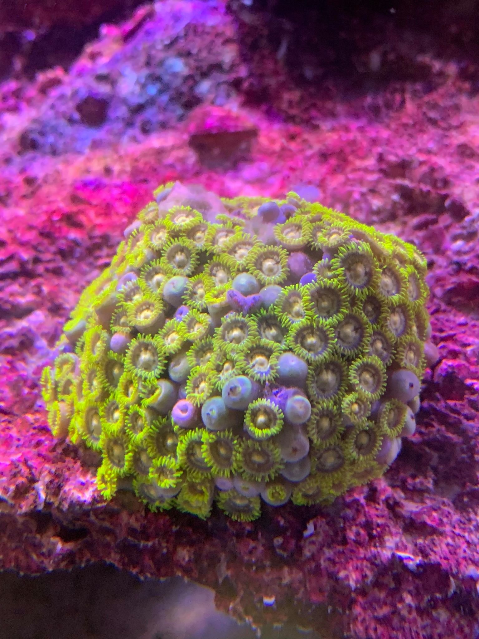 Bright Yellow Zoas ( 60+heads ) & Miamii Hurrican - Livestock - Austin ...