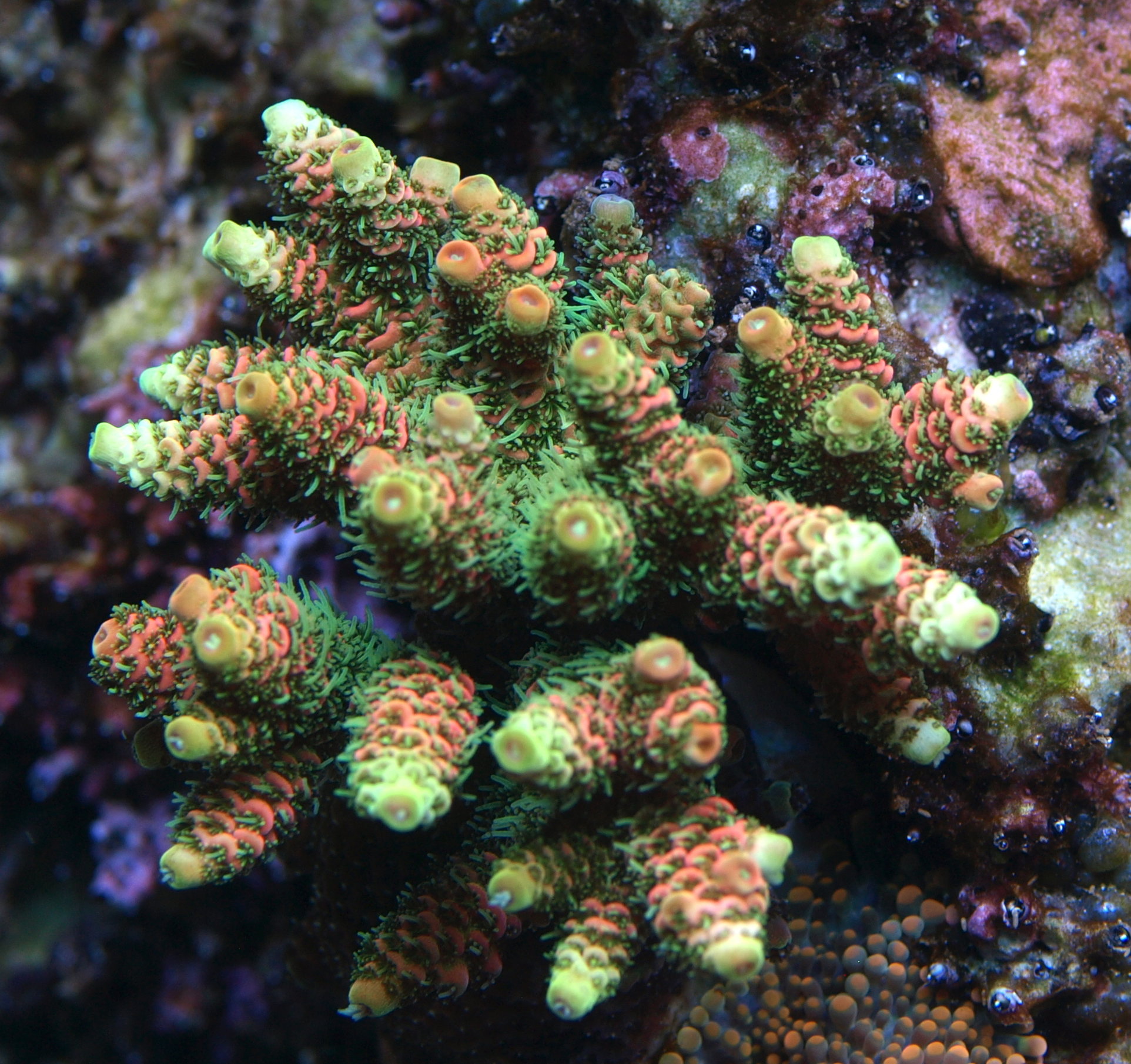 2015 Reef Savvy Dream Tank Giveaway - Page 16 - Tank Builds - Austin ...