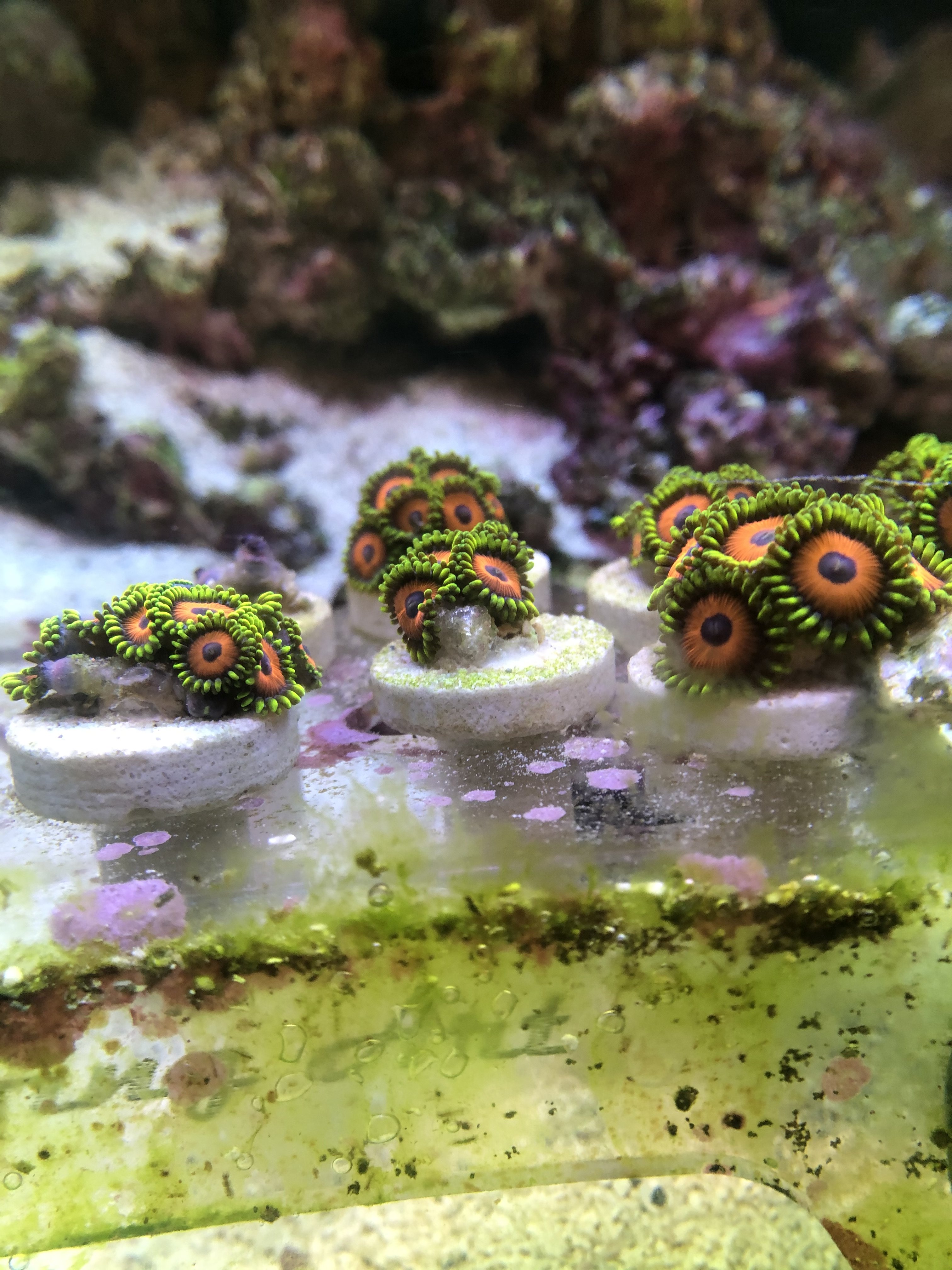 Clearing the frag racks zoa sale!! - Livestock - Austin Reef Club