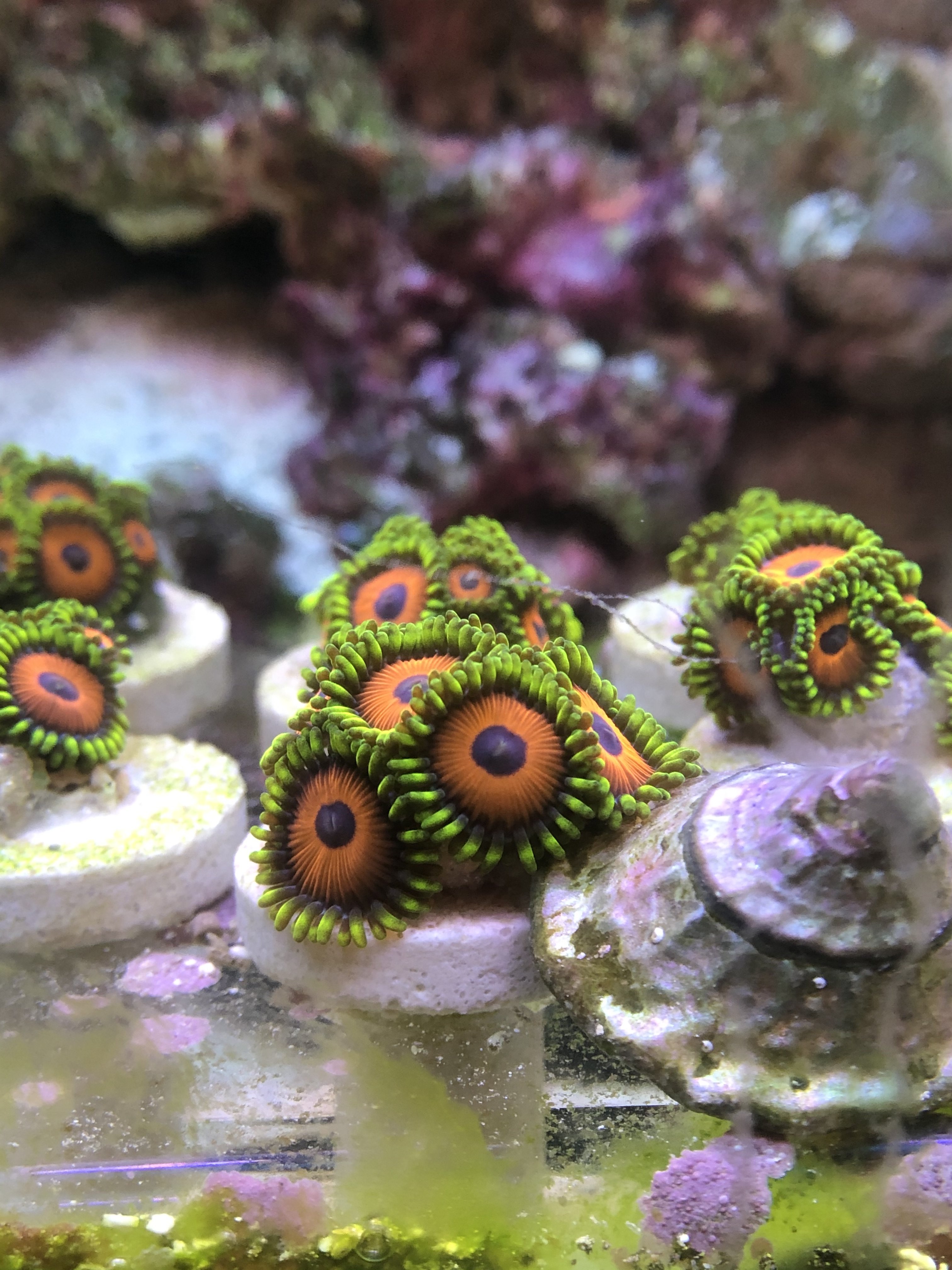 Clearing the frag racks zoa sale!! - Livestock - Austin Reef Club