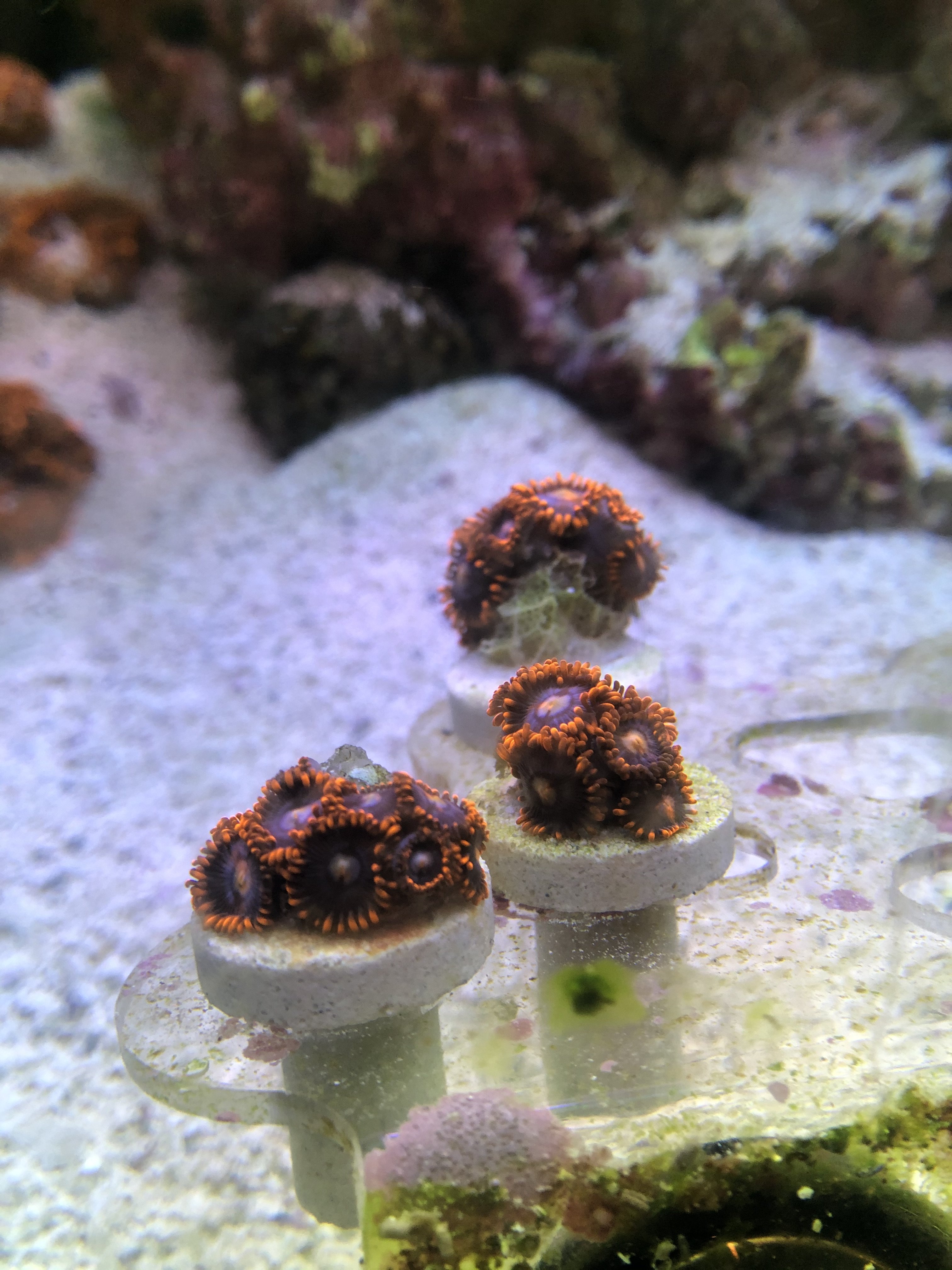 Clearing the frag racks zoa sale!! - Livestock - Austin Reef Club