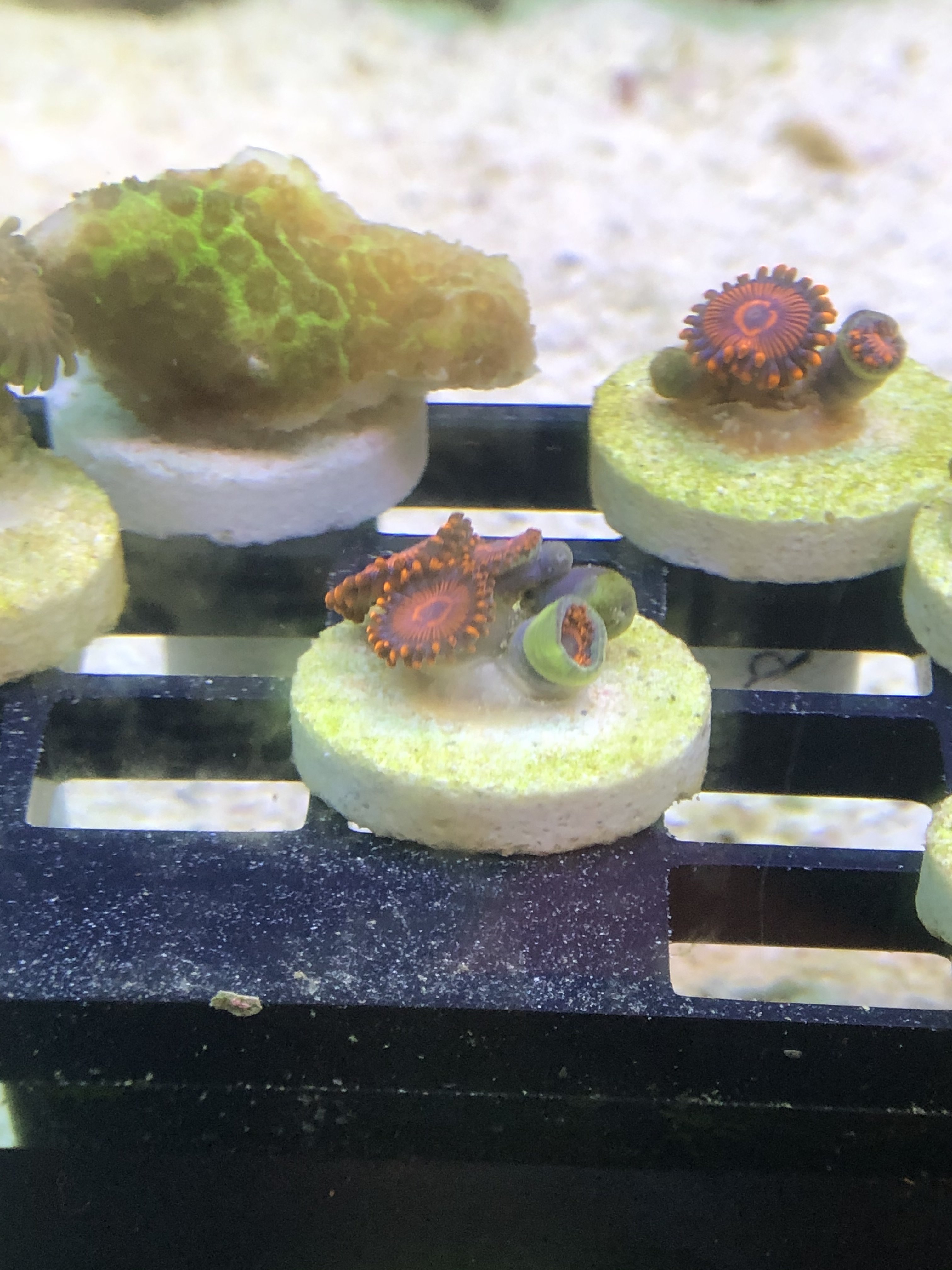 Clearing the frag racks zoa sale!! - Livestock - Austin Reef Club