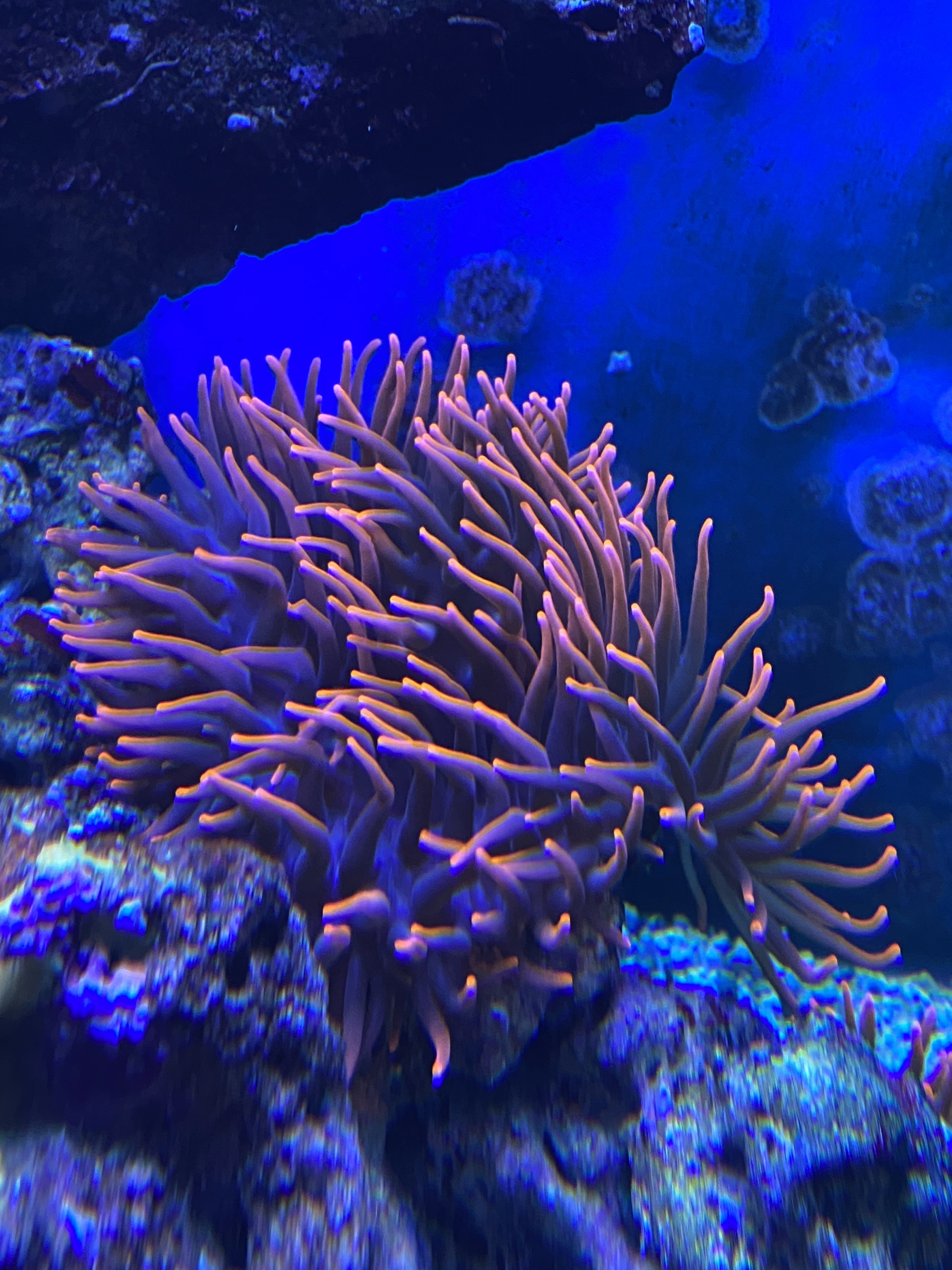 Large Sherman bubble tip anemones for sale or trade - Livestock ...
