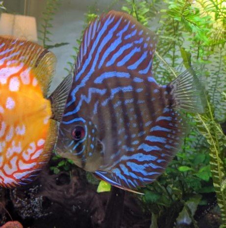 Discus for sale (+ entire planted tank) - Livestock - Austin Reef Club