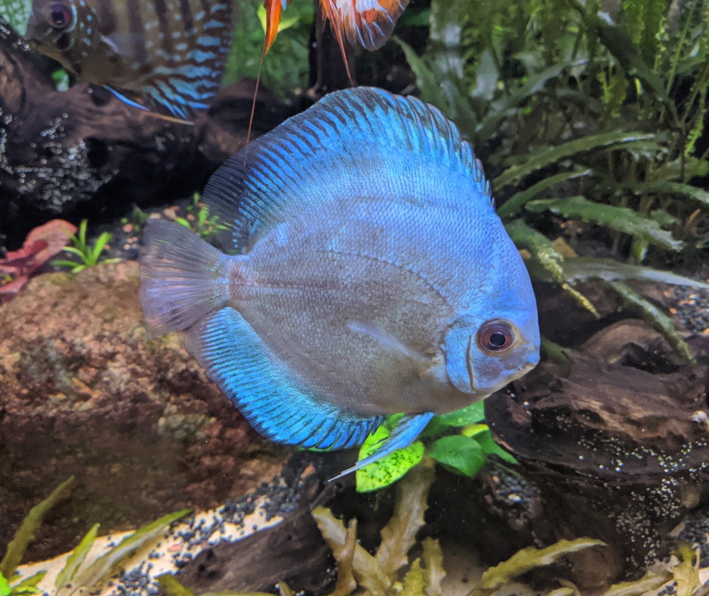 Discus for sale (+ entire planted tank) - Livestock - Austin Reef Club