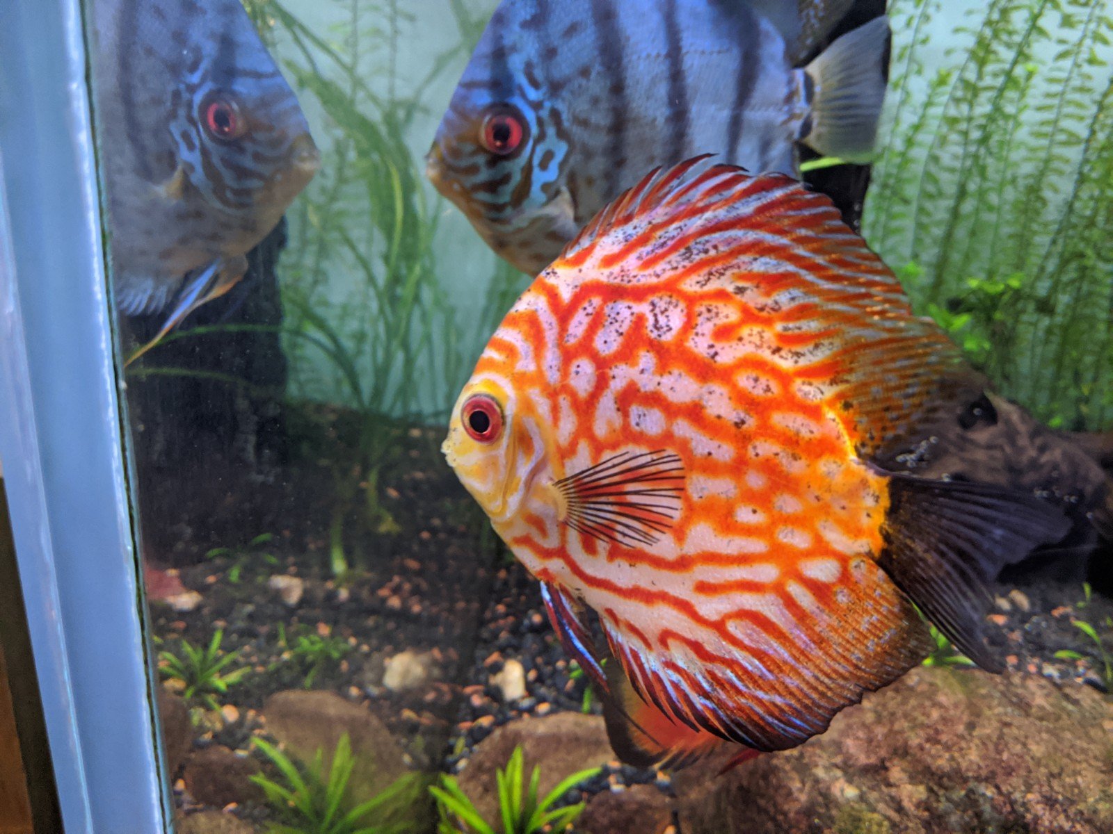 Discus for sale (+ entire planted tank) - Livestock - Austin Reef Club
