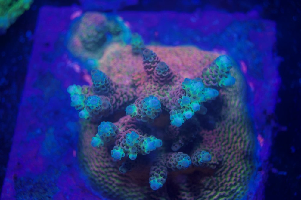 Maroon Lagoon V3.0 - Page 3 - Tank Builds - Austin Reef Club