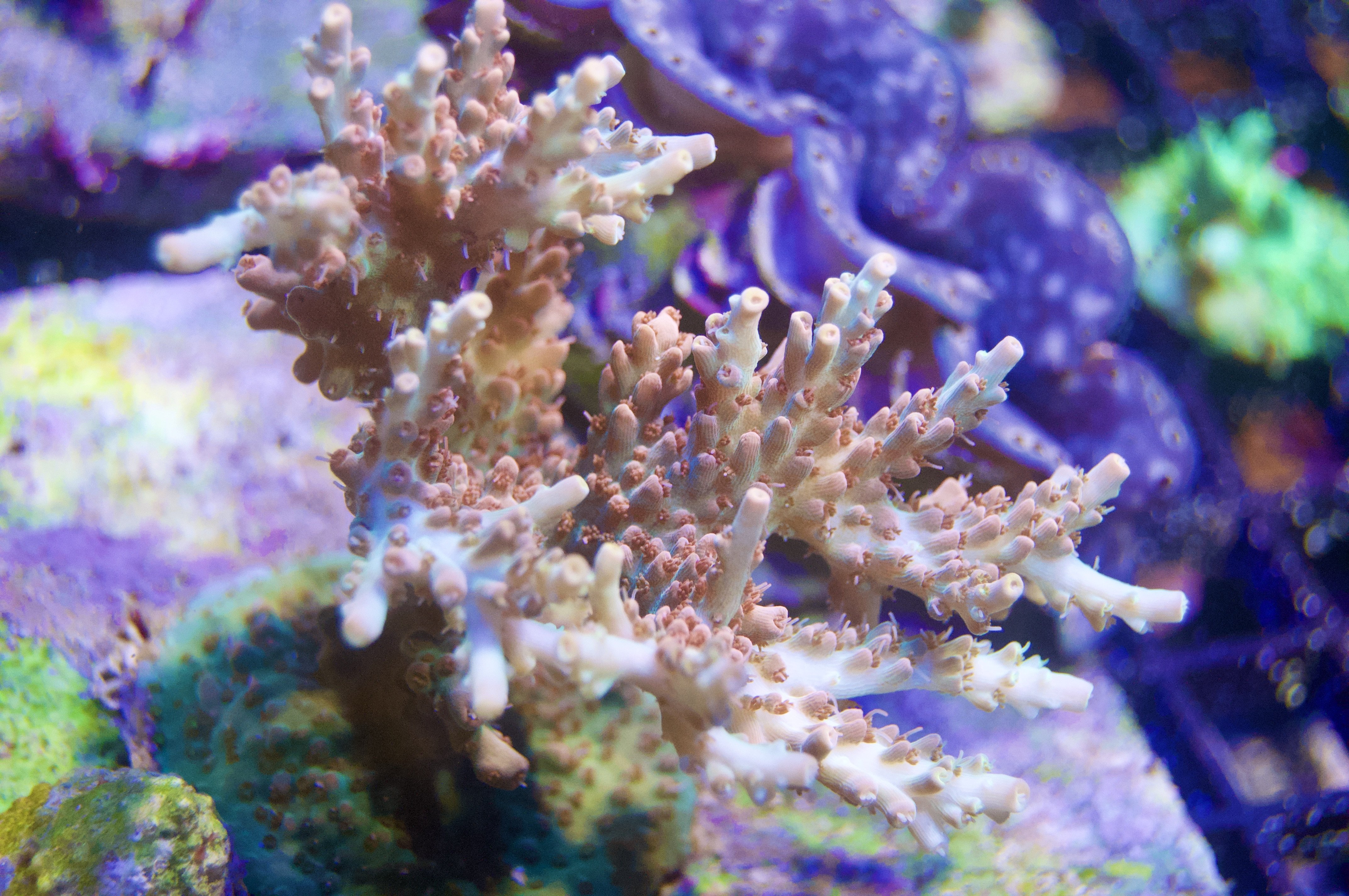 Maroon Lagoon V3.0 - Page 5 - Tank Builds - Austin Reef Club