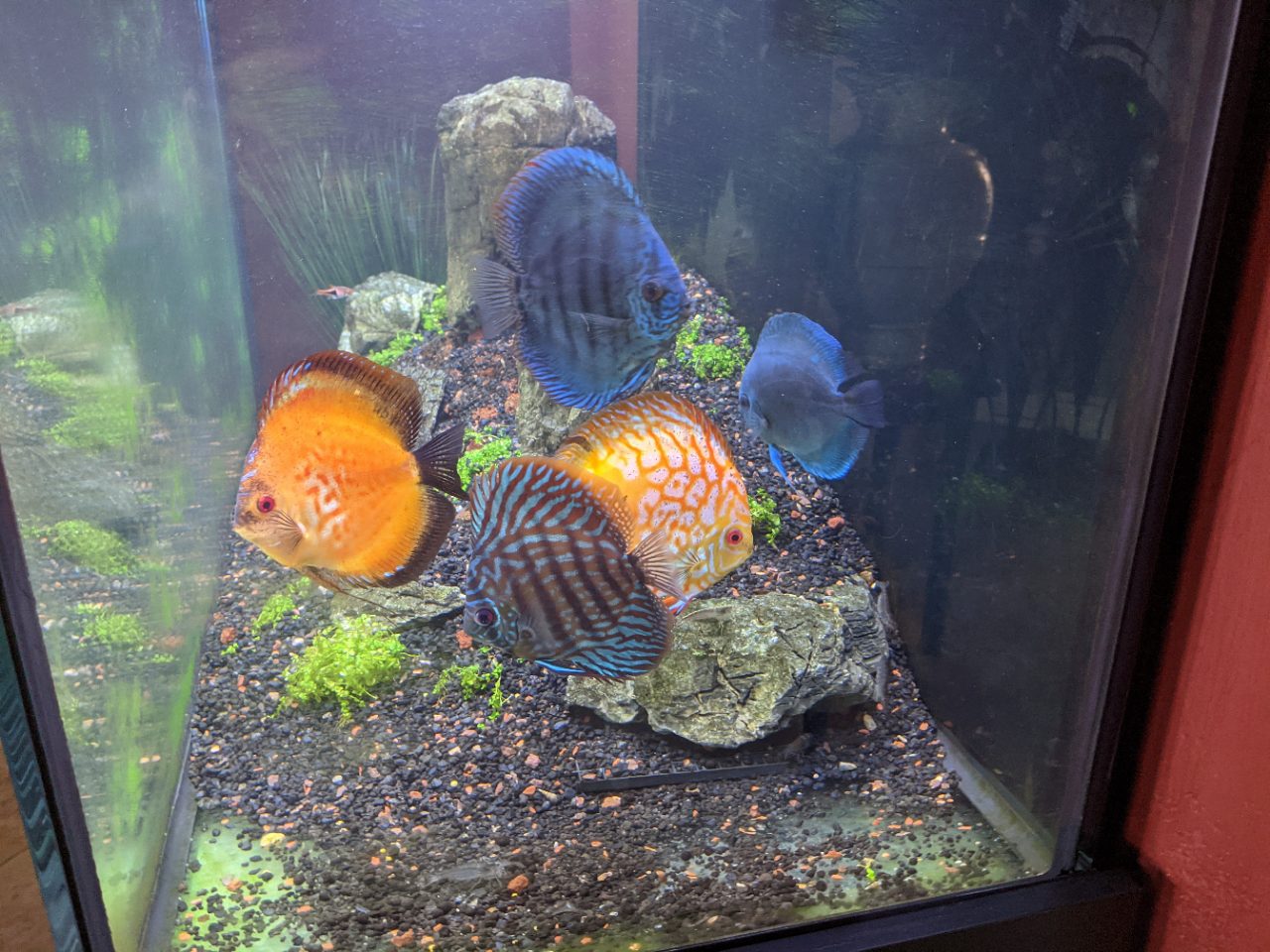 Discus for sale (+ entire planted tank) - Livestock - Austin Reef Club