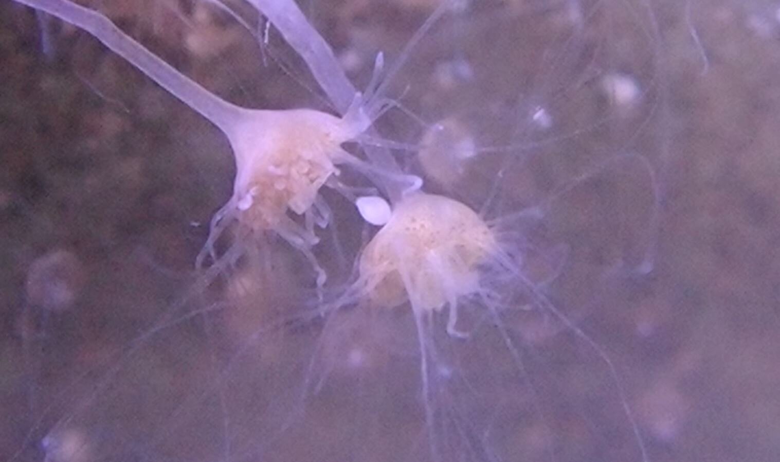Upside Down Jellyfish Polyps - Invertebrates - Austin Reef Club