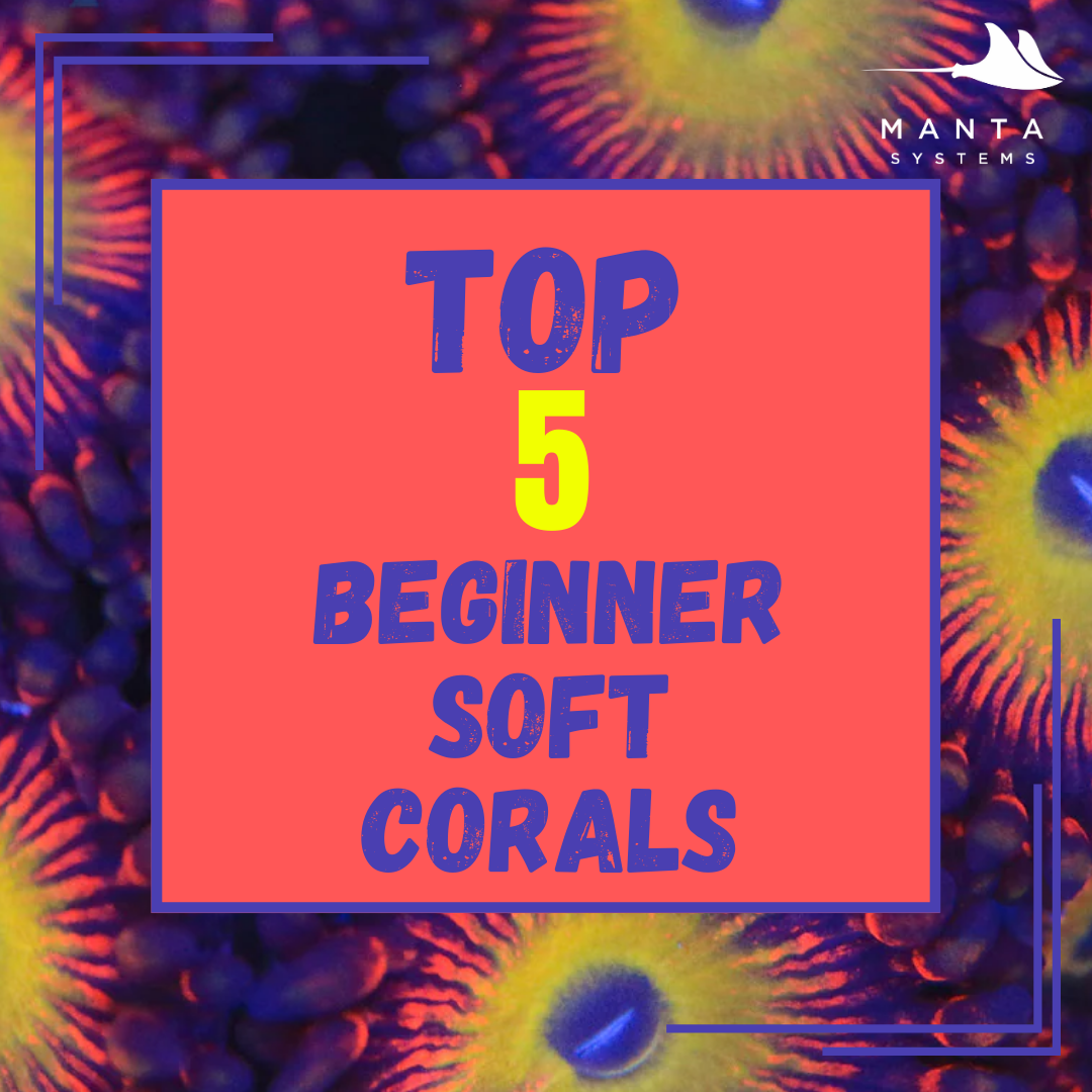 𝐂𝐨𝐦𝐩𝐫𝐞𝐡𝐞𝐧𝐬𝐢𝐯𝐞 𝐀𝐫𝐭𝐢𝐜𝐥𝐞 𝐀𝐛𝐨𝐮𝐭 𝐓𝐨𝐩 𝟓 𝐁𝐞𝐠𝐢𝐧𝐧𝐞𝐫 𝐒𝐨𝐟𝐭 𝐂𝐨𝐫𝐚𝐥𝐬 - 𝐌𝐚𝐧𝐭𝐚 𝐒𝐲𝐬𝐭𝐞𝐦𝐬 ...