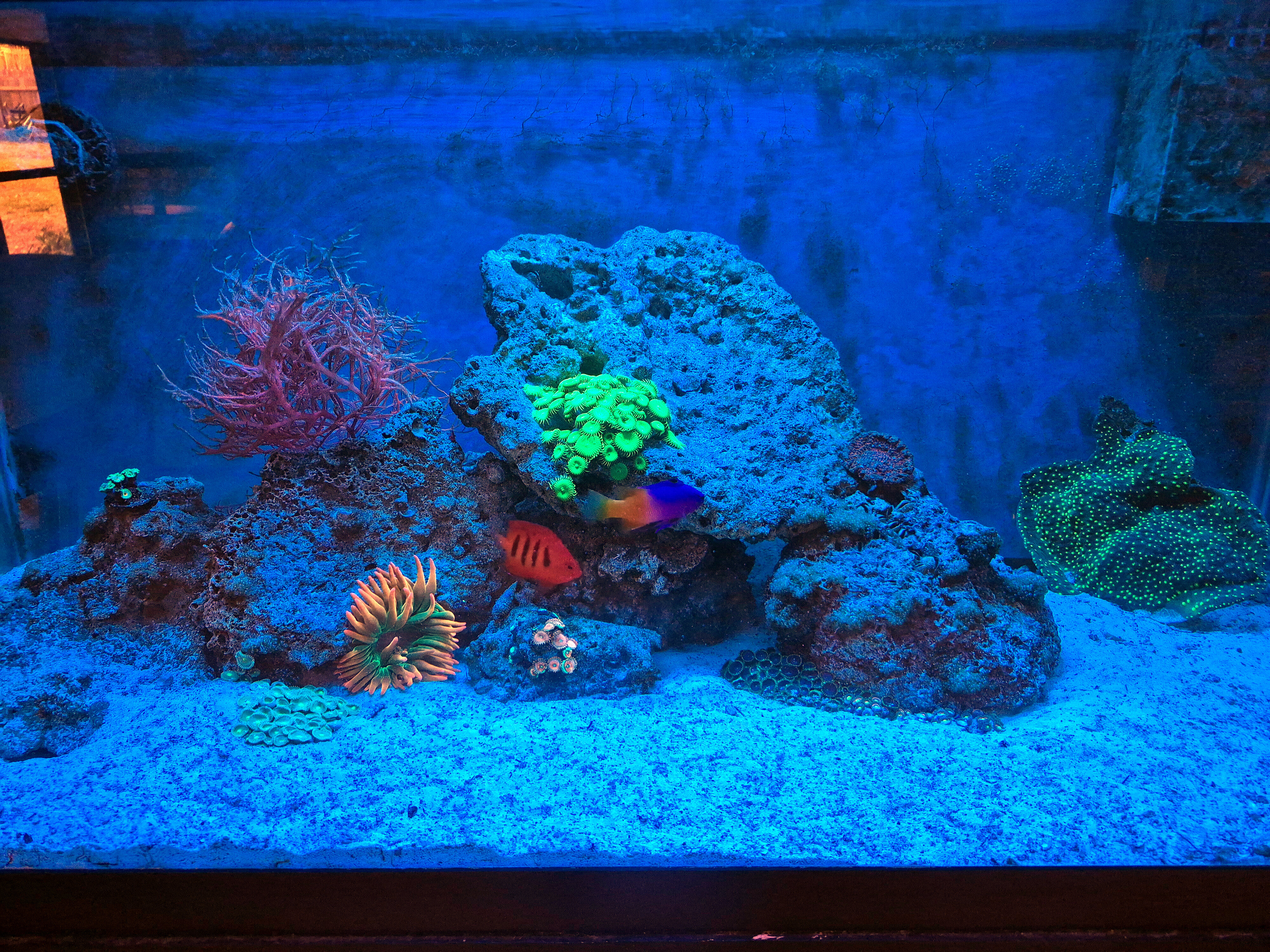 40 Breeder Build - Tank Builds - Austin Reef Club