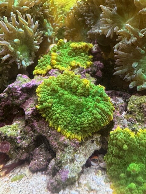 FREE FRAGS - Trimming Up Mostly SPS, But A Couple LPS and Softies ...